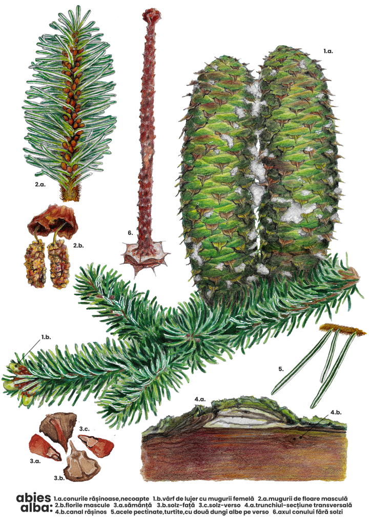 Bradul - Antropoflora