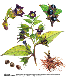 Mătrăguna - Antropoflora