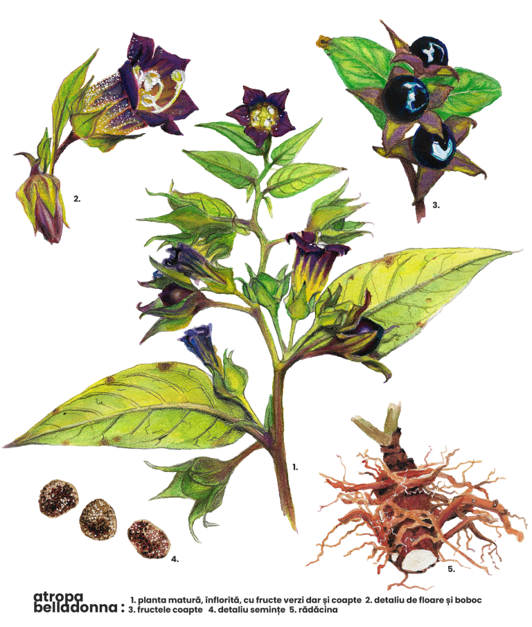 Mătrăguna - Antropoflora