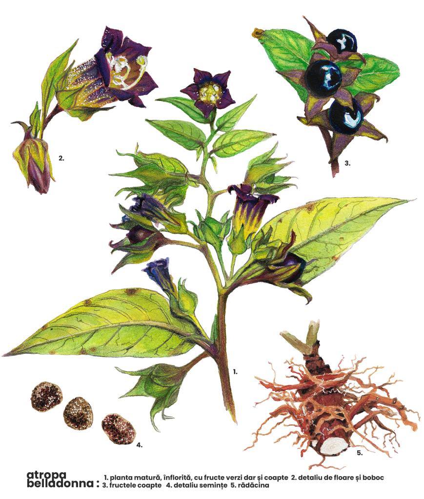 Mătrăguna - Antropoflora