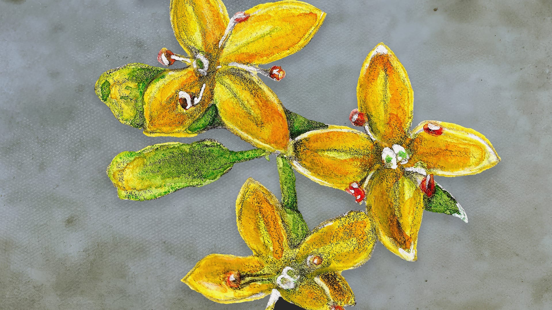 Sânziene - Antropoflora