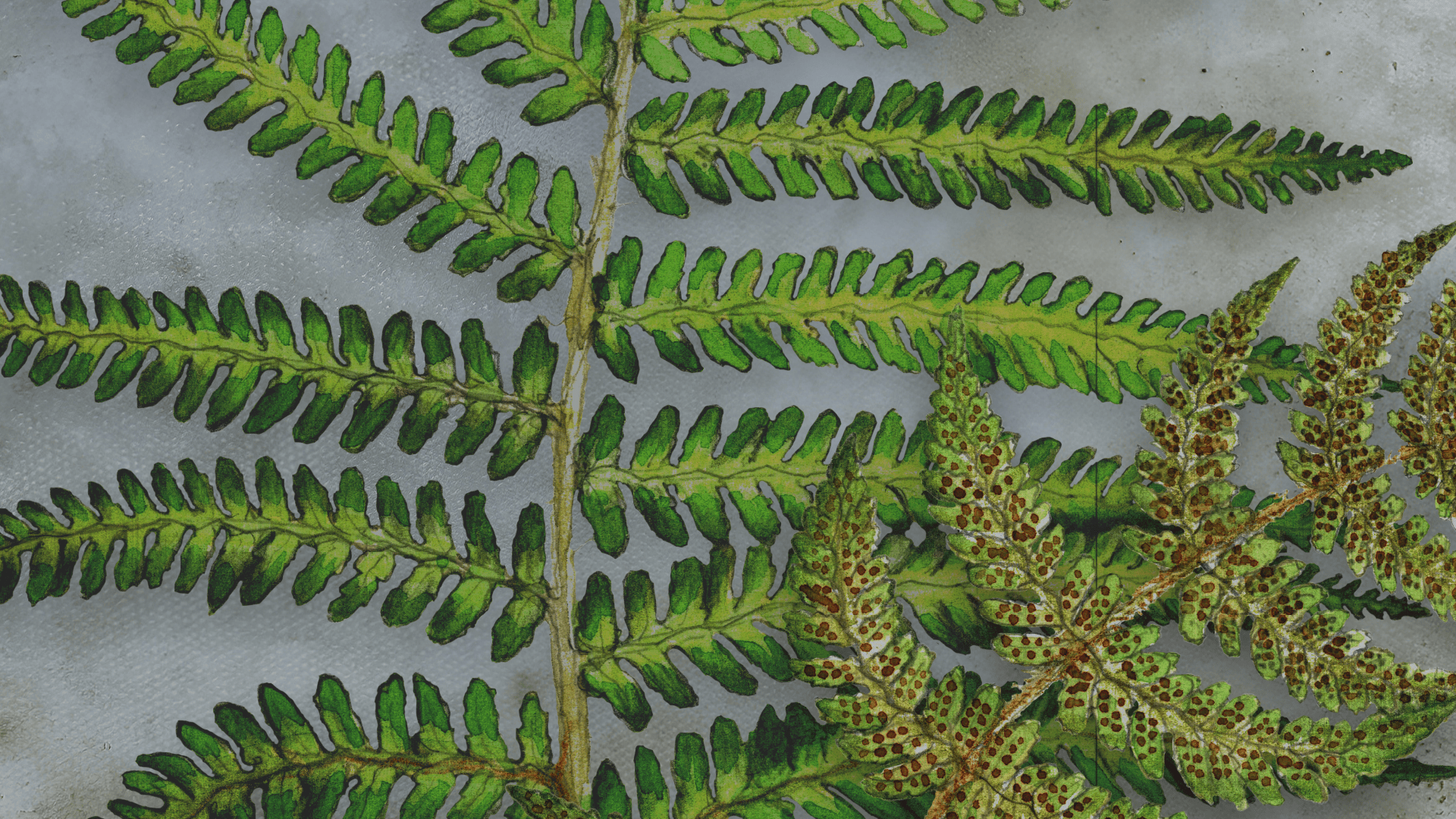 Feriga comună - Antropoflora